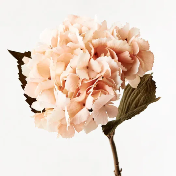 Hydrangea 43cm / Peach – Home Goods Hardware