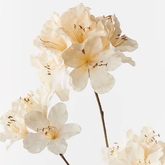 Azalea Spray 86cm / Cream – Home Goods Hardware